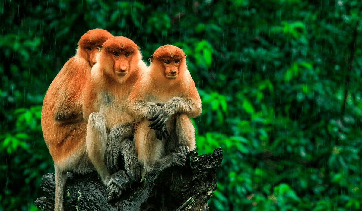 Pioneering biodiversity initiatives announced in Malaysia